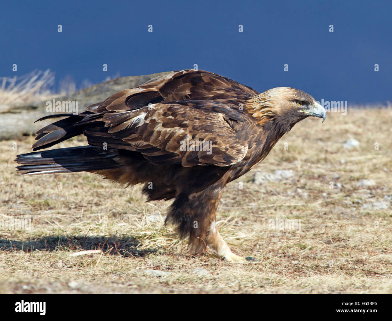 Male golden eagle standing Stock Photo - Alamy