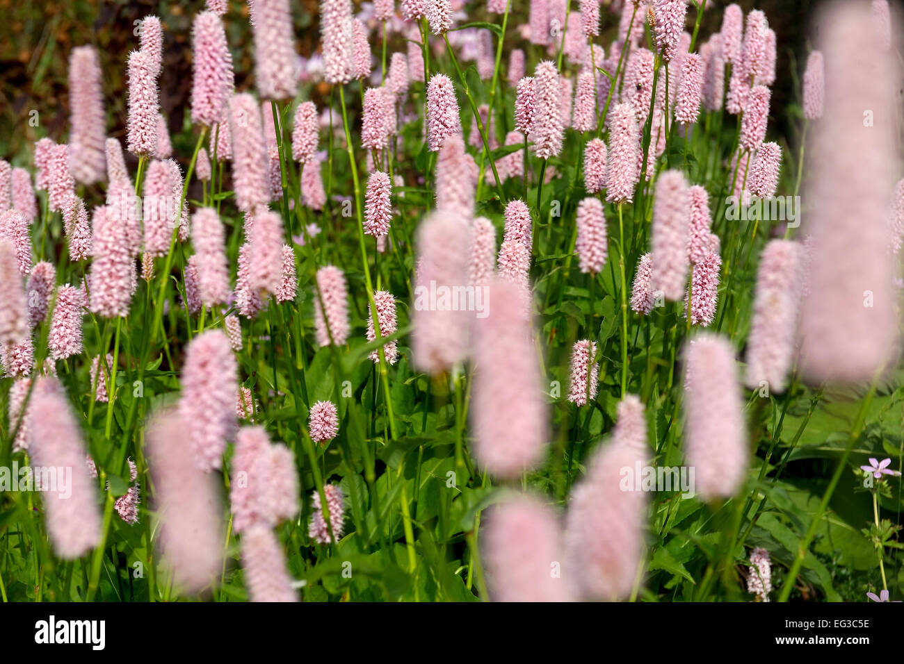 Pink actaea simplex hi-res stock photography and images - Alamy