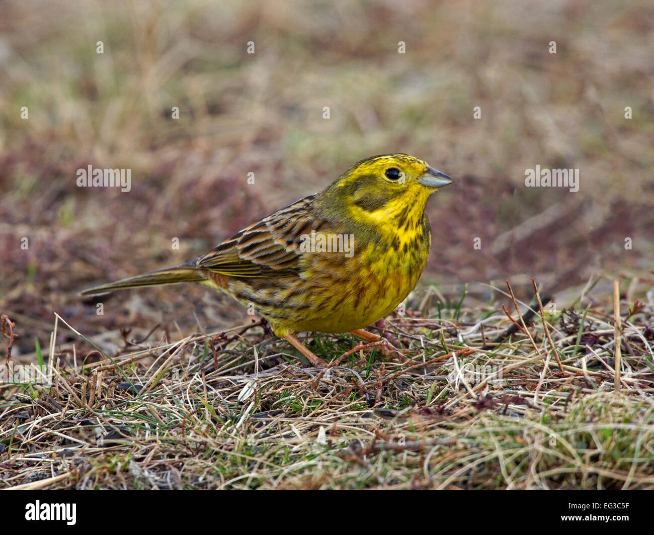 Male yellowhammer standing Stock Photo - Alamy