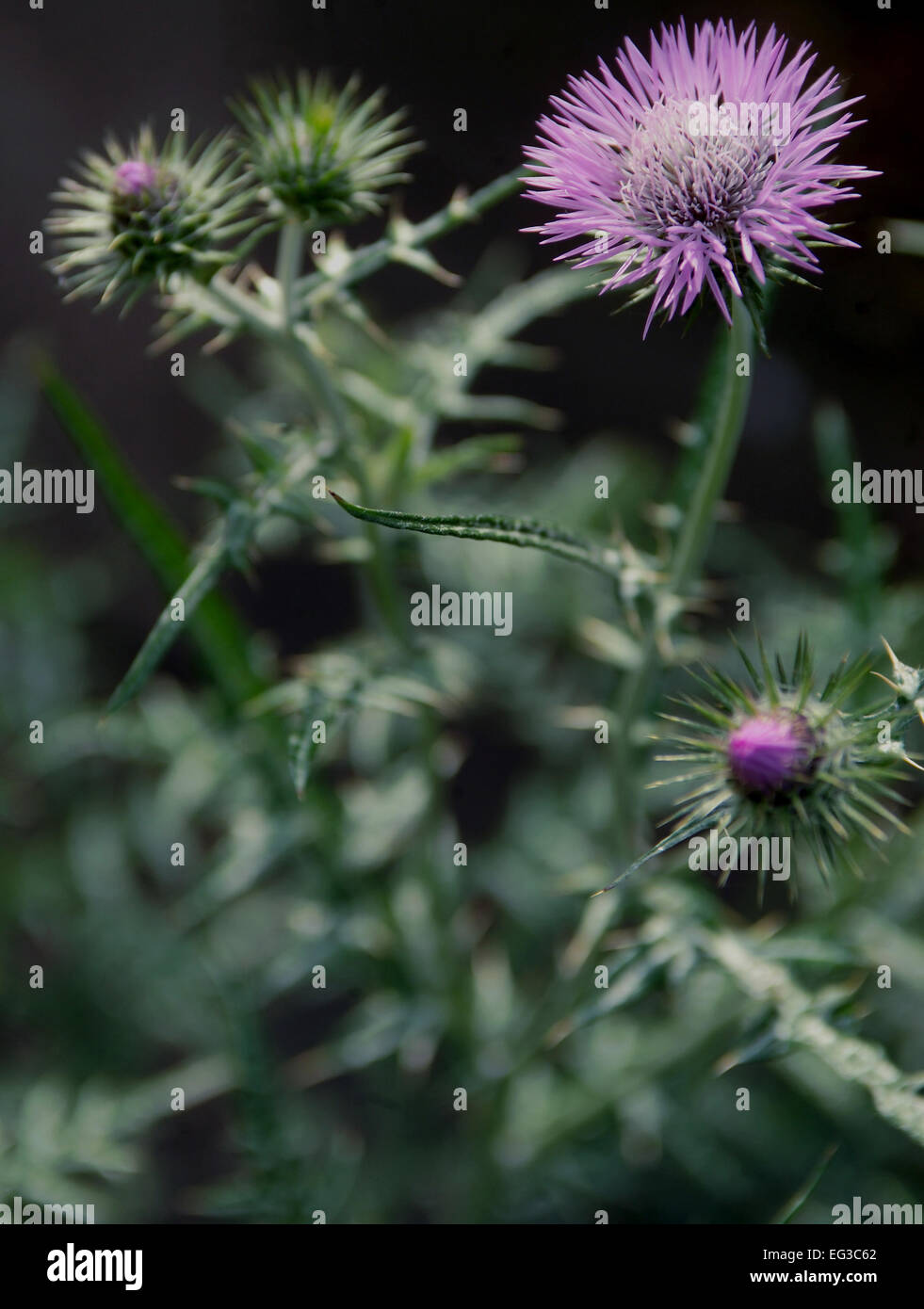 Thistles purple flowers hi-res stock photography and images - Alamy