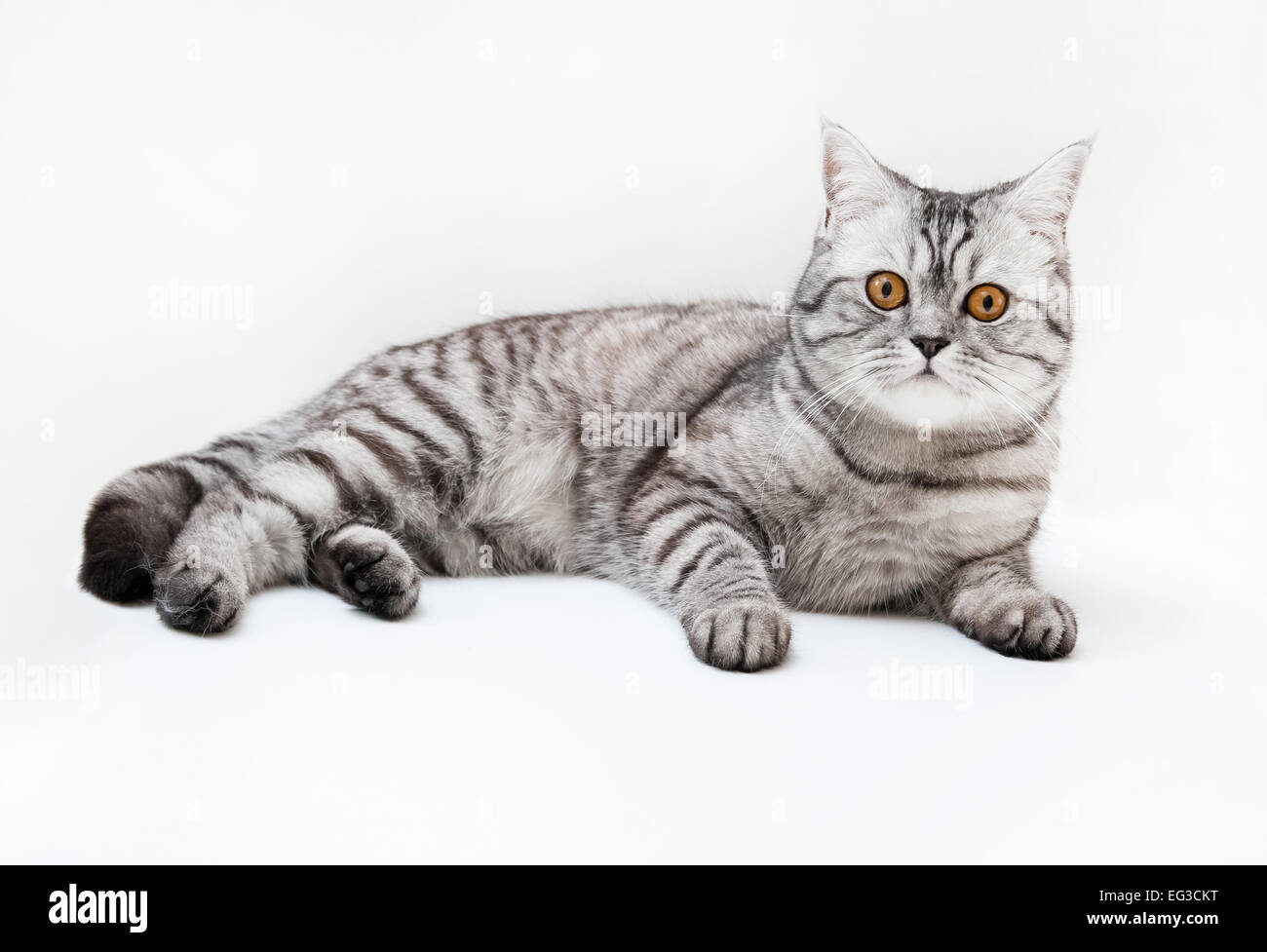 Silver british cat on hi-res stock photography and images - Alamy