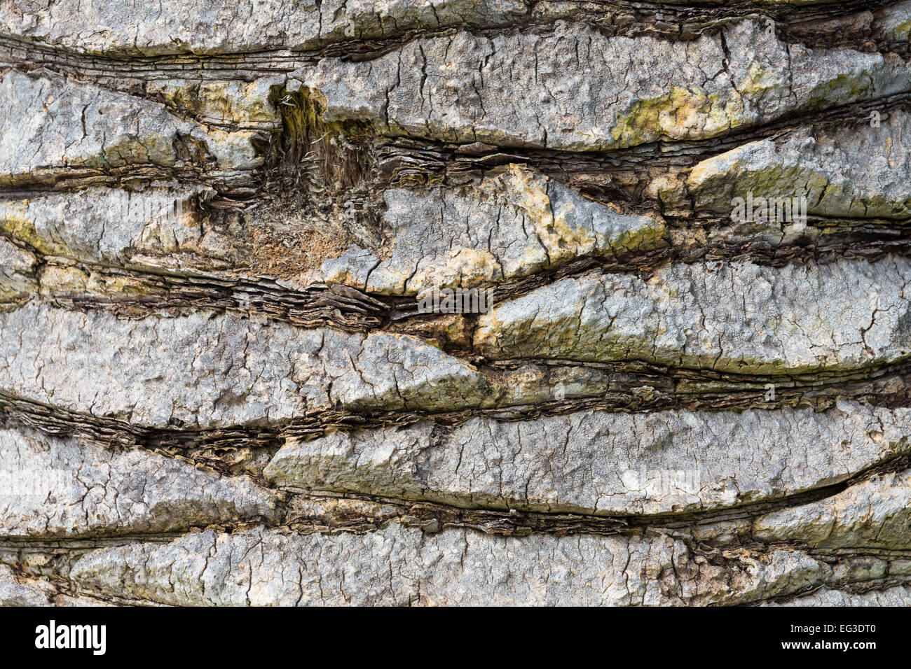 Closeup texture of palm tree as a pattern background Stock Photo - Alamy