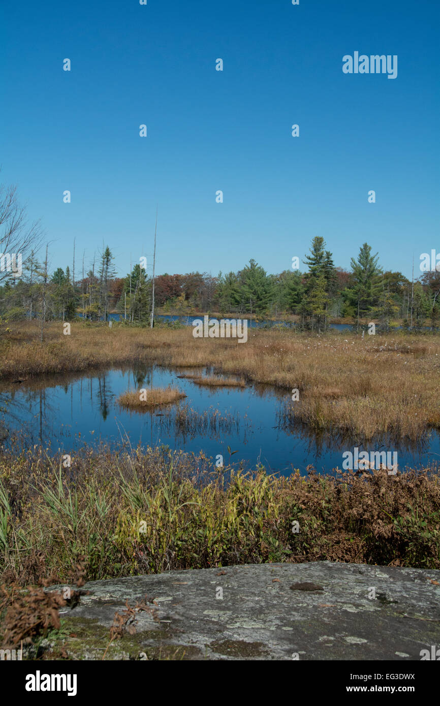 Typical Canadian landscape in the north in Autumn as a vertical photo ...