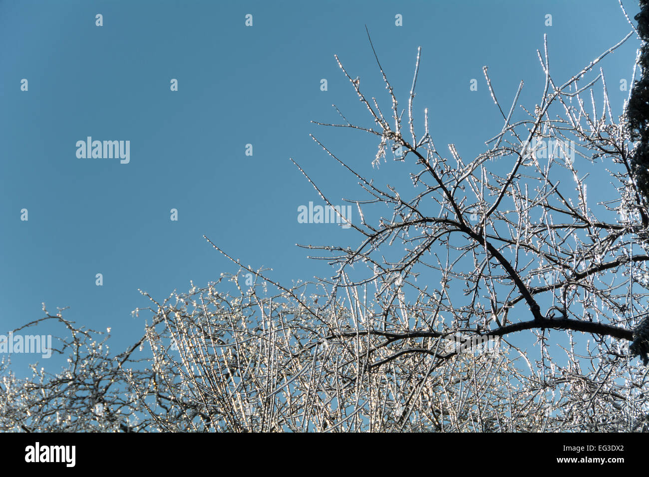 Ice tree branches hi-res stock photography and images - Alamy