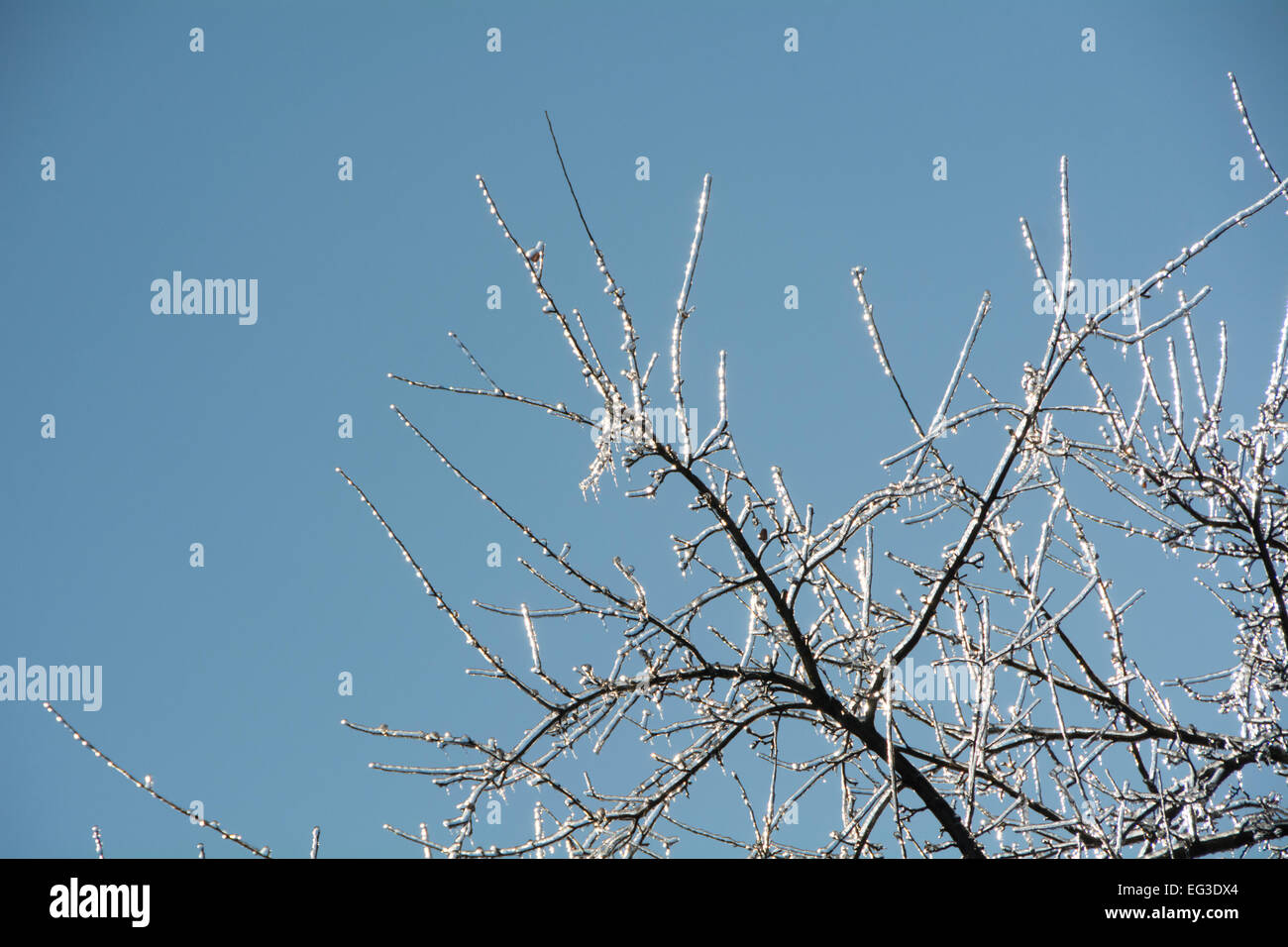 Thick ice on trees hi-res stock photography and images - Alamy