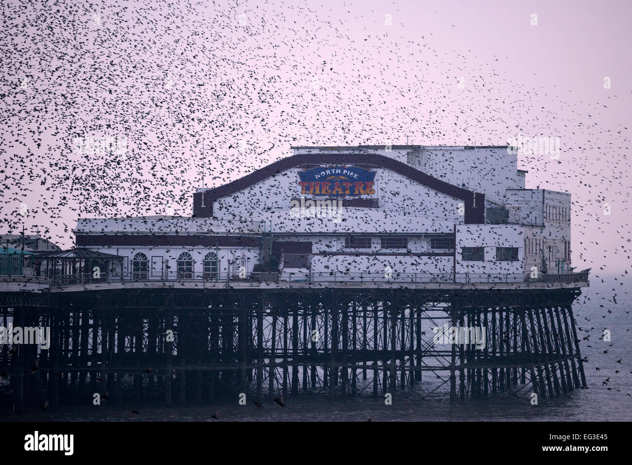 flock fly animal starling flight swarm bird dusk murmuration blackpool ...