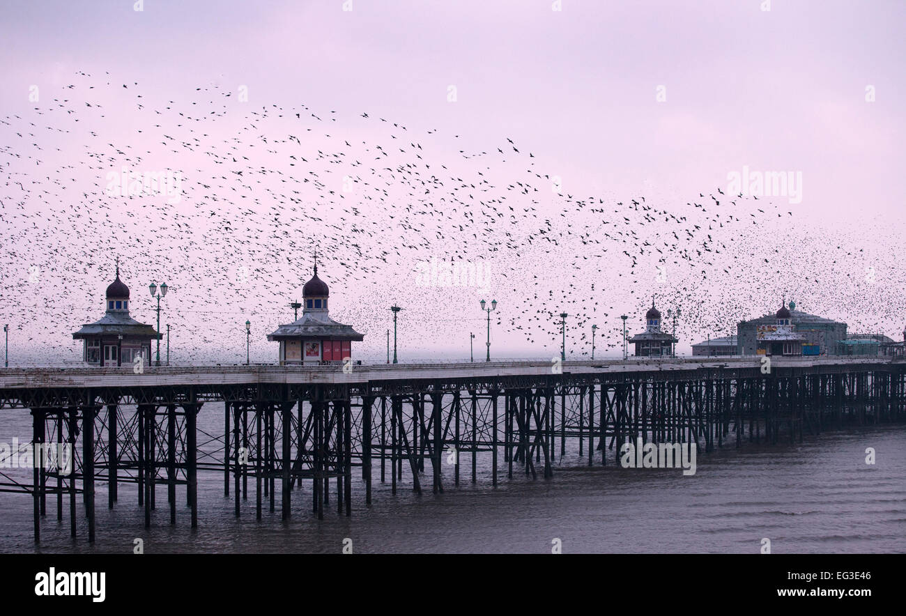 flock fly animal starling flight swarm bird dusk murmuration blackpool ...