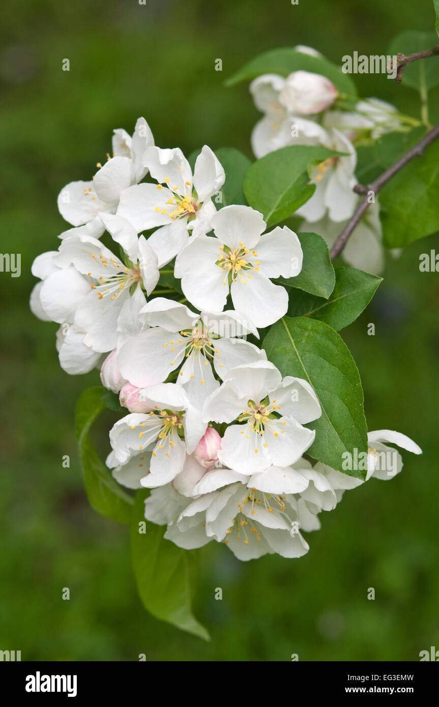 White crabapple blooms hi-res stock photography and images - Alamy