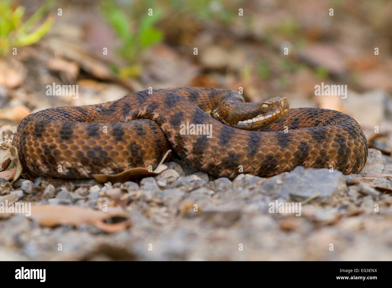 Viper hi-res stock photography and images - Alamy