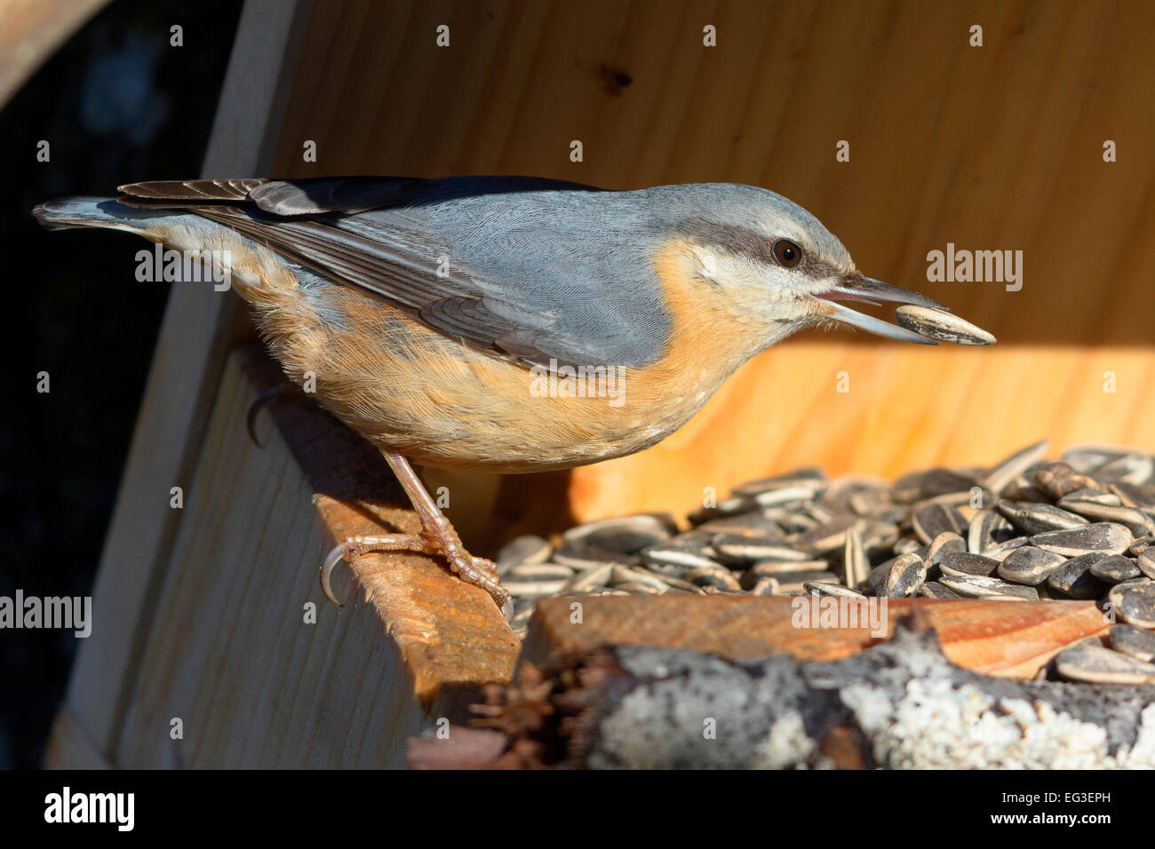 Eurasian Nuthatch at bird feeder Stock Photo - Alamy