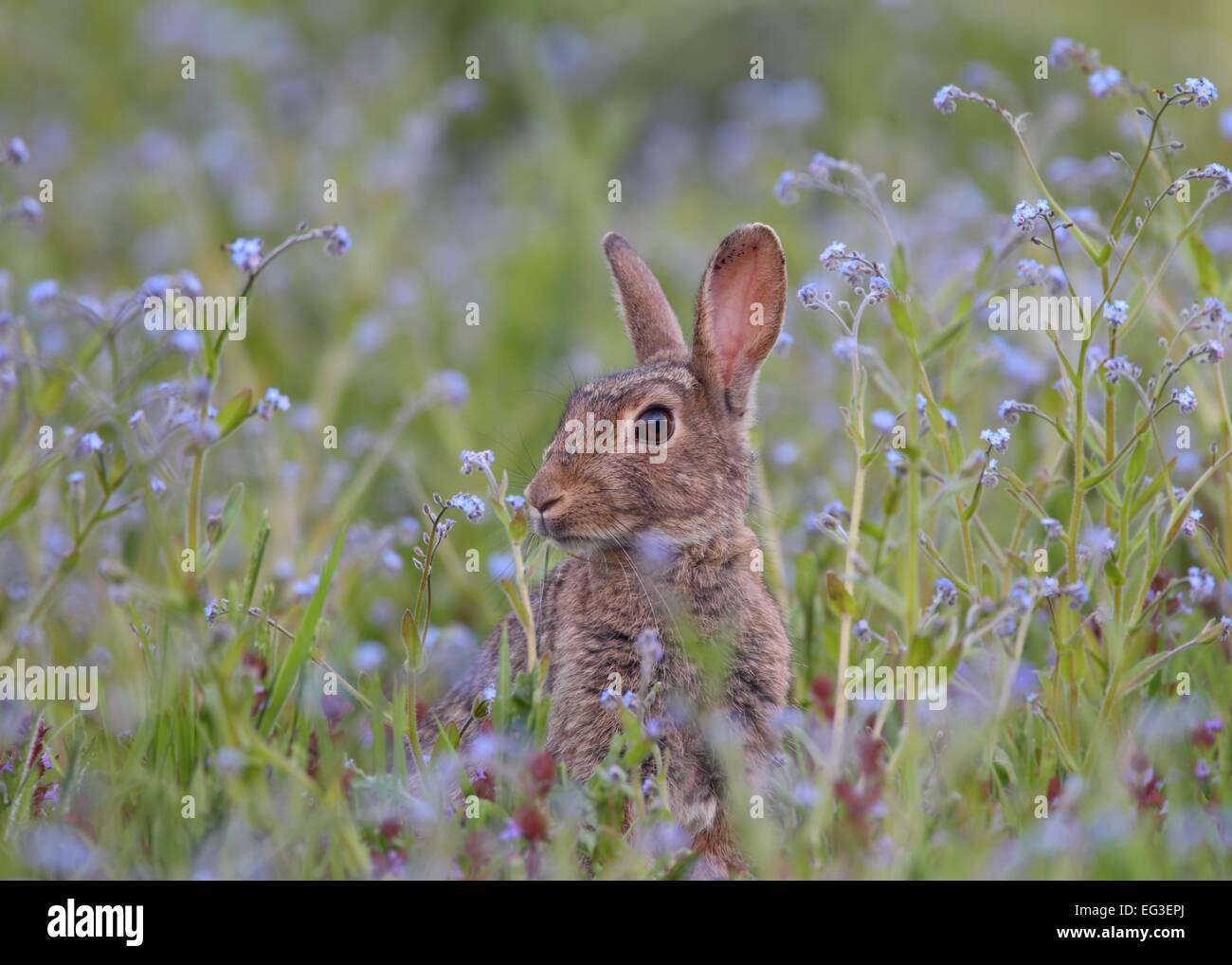 Wild brown rabbit hop hi-res stock photography and images - Alamy