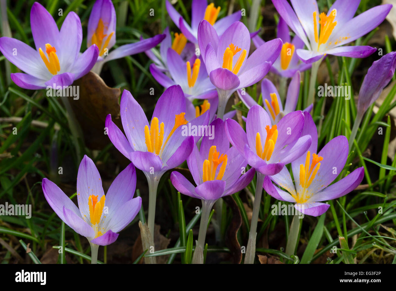 Naturalised flowers of the late winter flowering Crocus tommasinianus ...