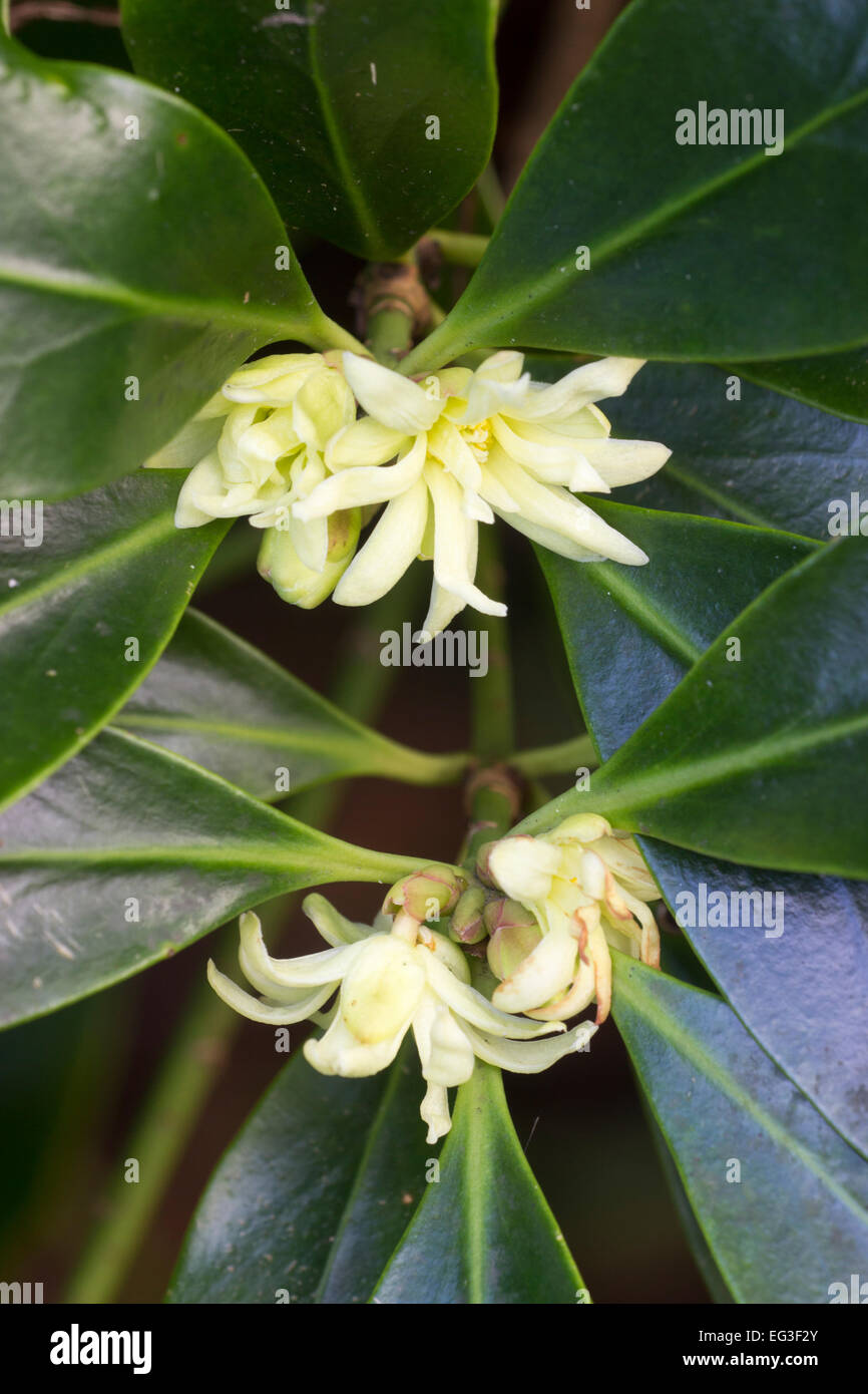 February flowers of the hardy evergreen, Illicium simonsii, a close ...