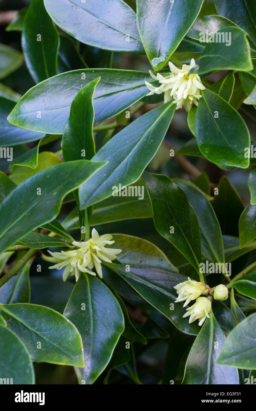 February flowers of the hardy evergreen, Illicium simonsii, a close ...