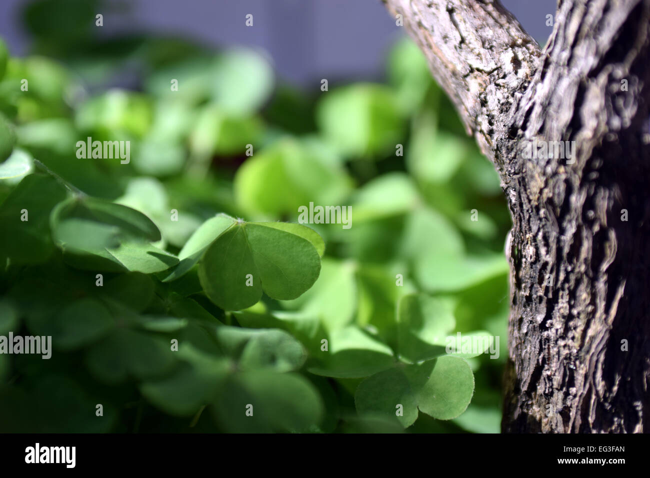 Close-up of illuminated green plants and a gray trunk close to a shaded ...