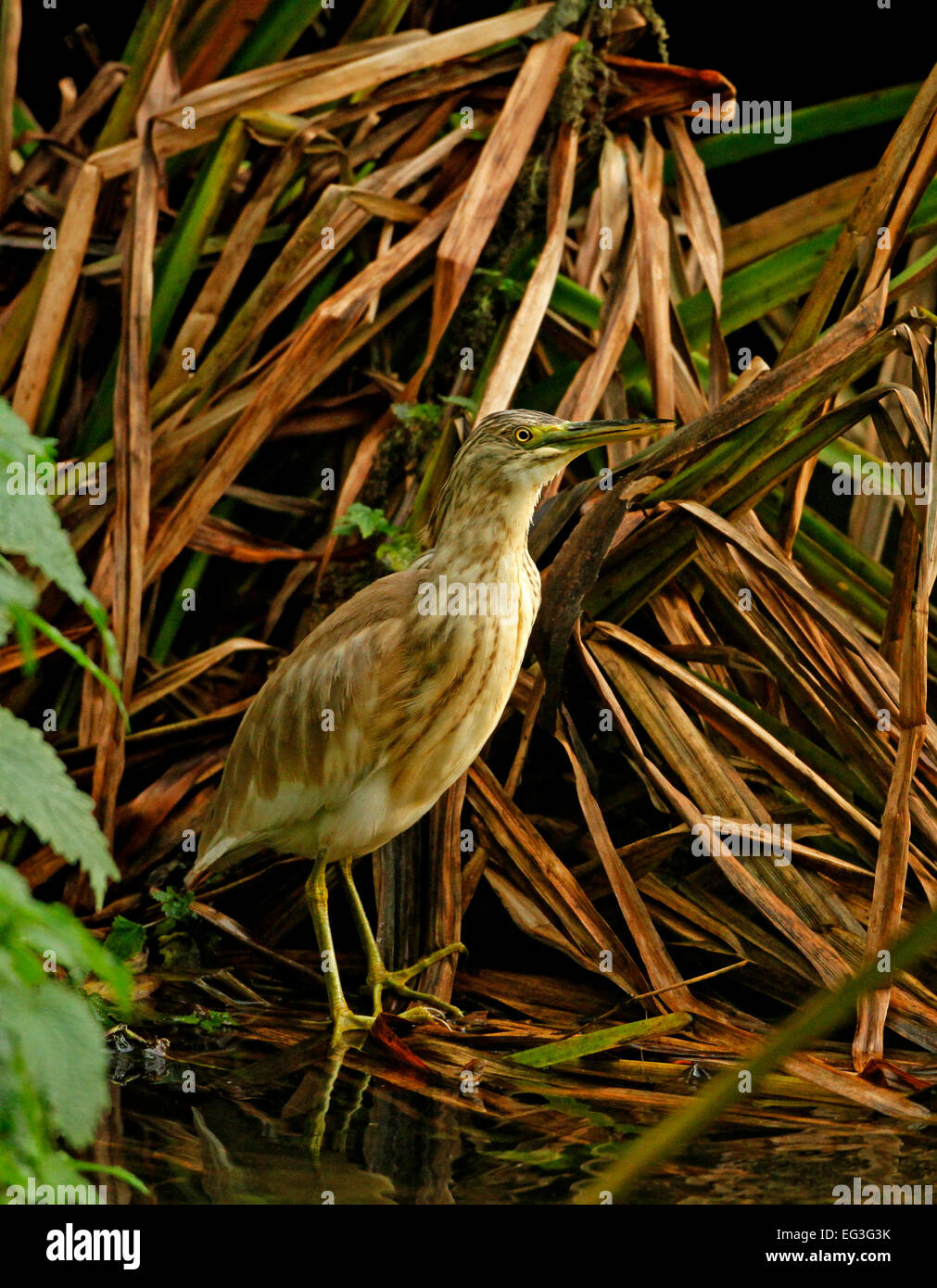 Squacco Heron ,(Ardeola ralliodes Stock Photo - Alamy