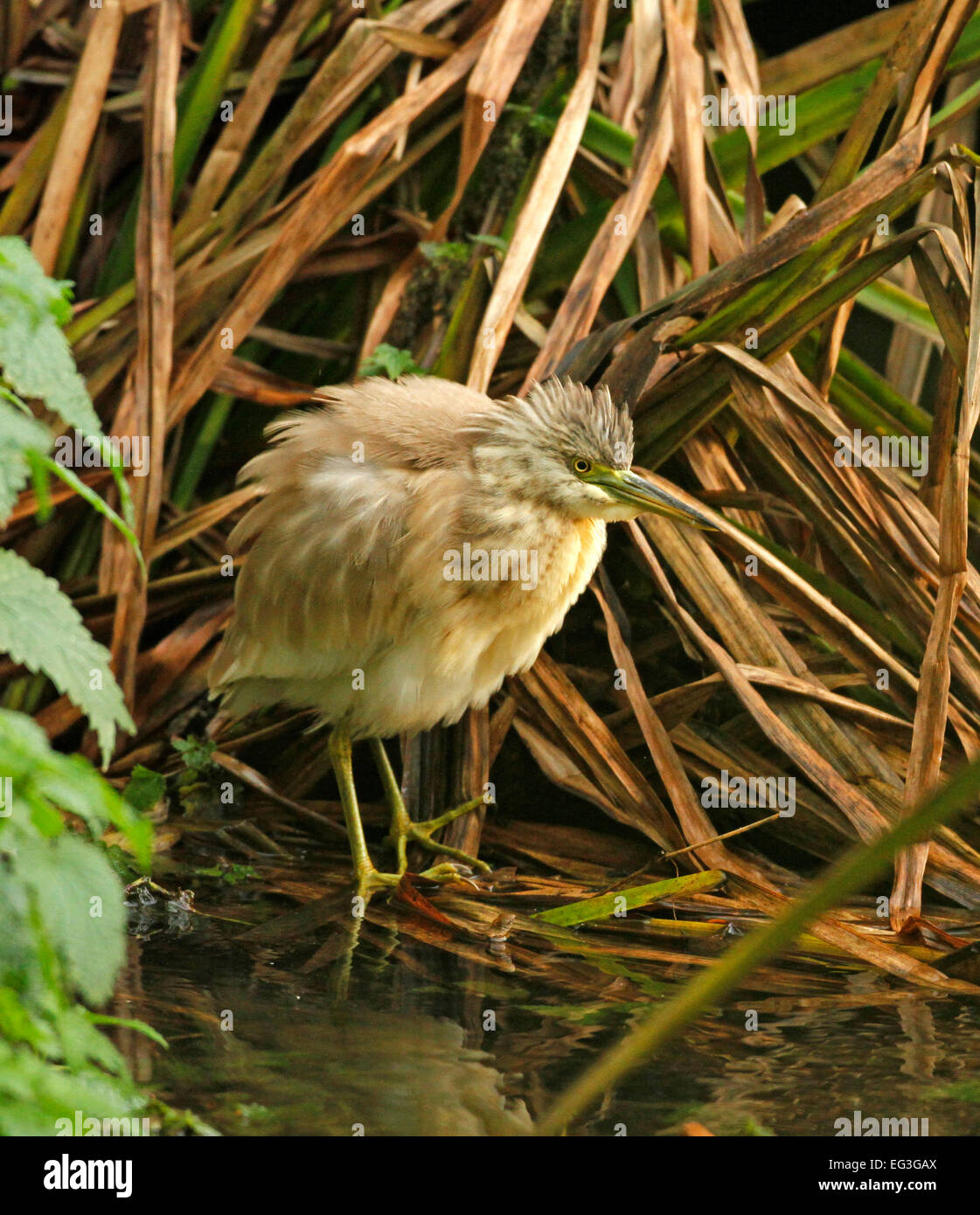 Squacco Heron ,(Ardeola ralliodes Stock Photo - Alamy
