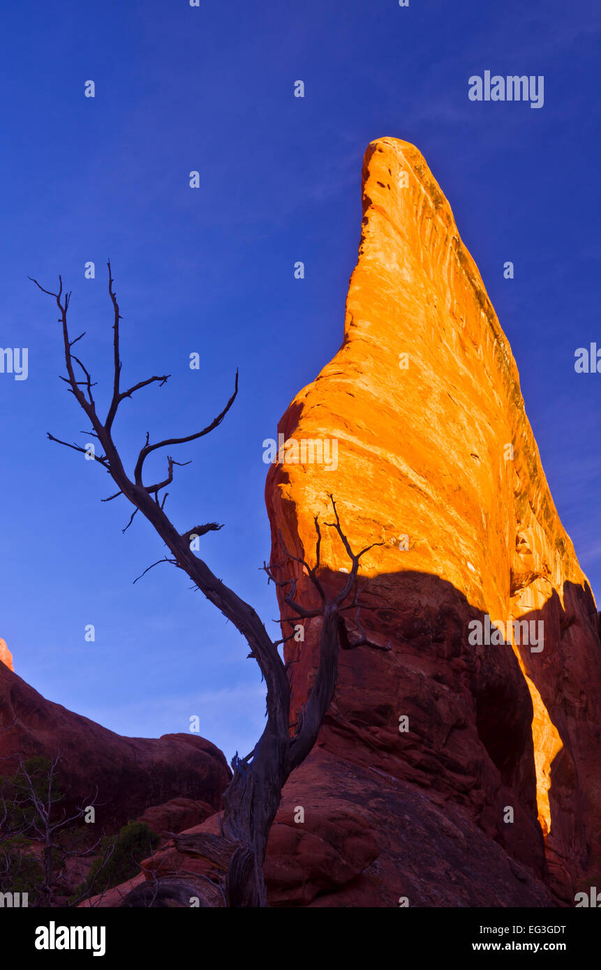 Dead tree and glowing rock 'fin' in the morning sun in Arches National ...