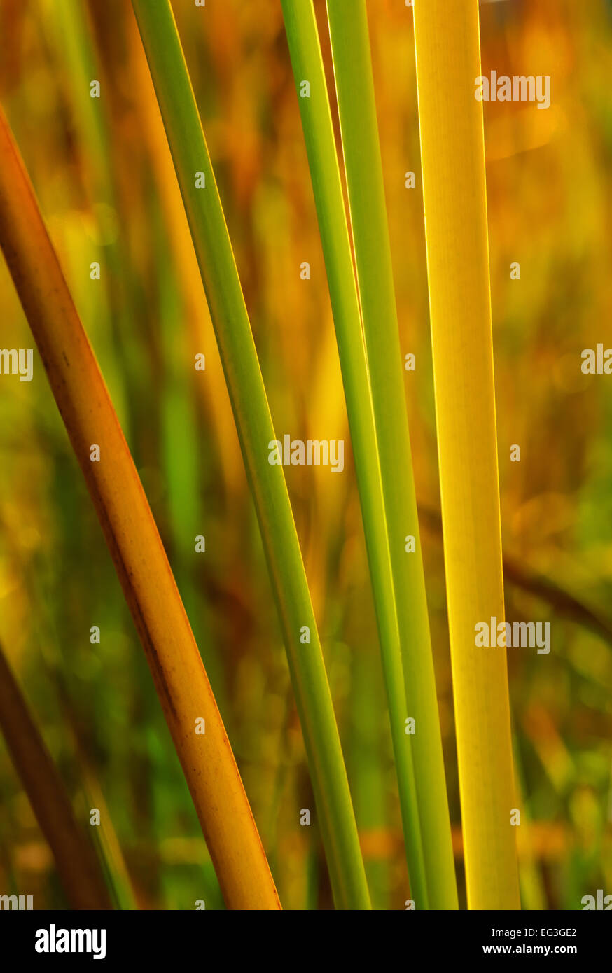 Backlit cattail fronds in Yosemite National Park, California, USA Stock ...