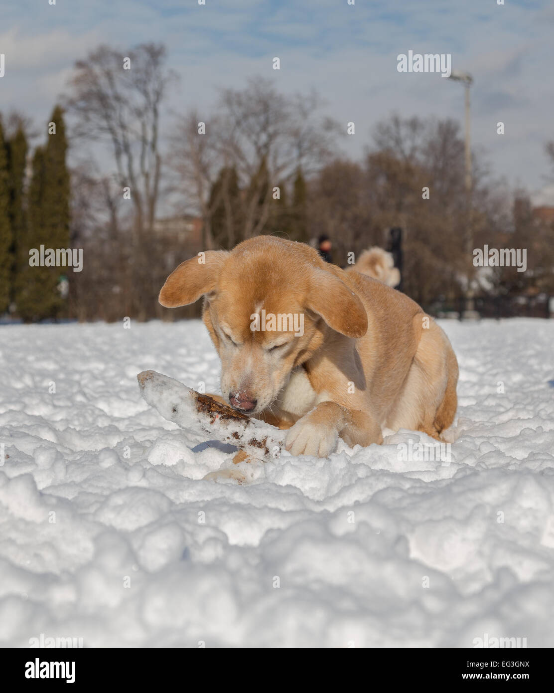 Dog eating a stick hi-res stock photography and images - Alamy