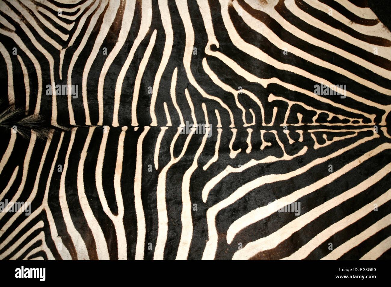 Zebra Skin Background