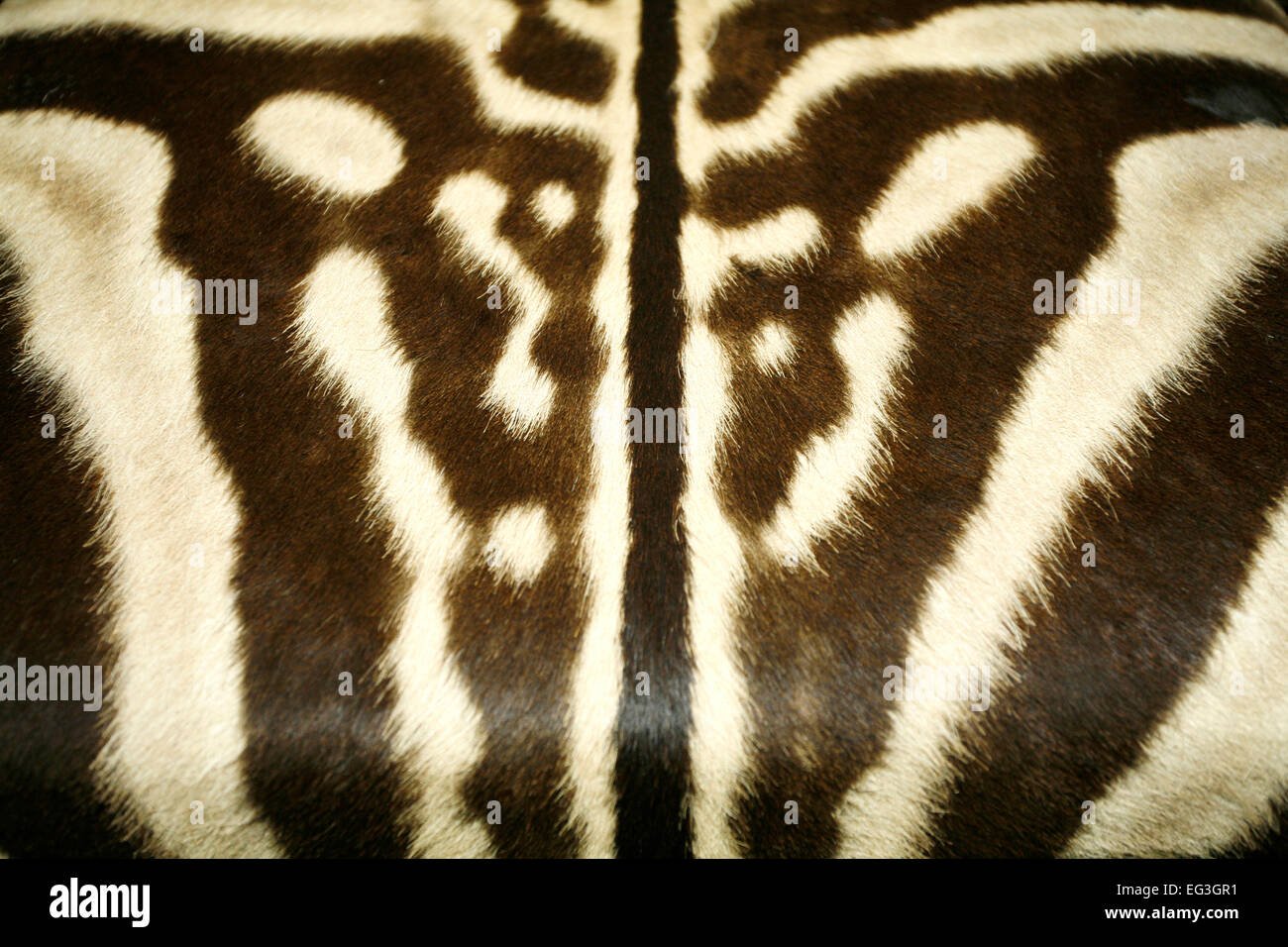 Macro picture of a zebra skin texture as a background Stock Photo - Alamy
