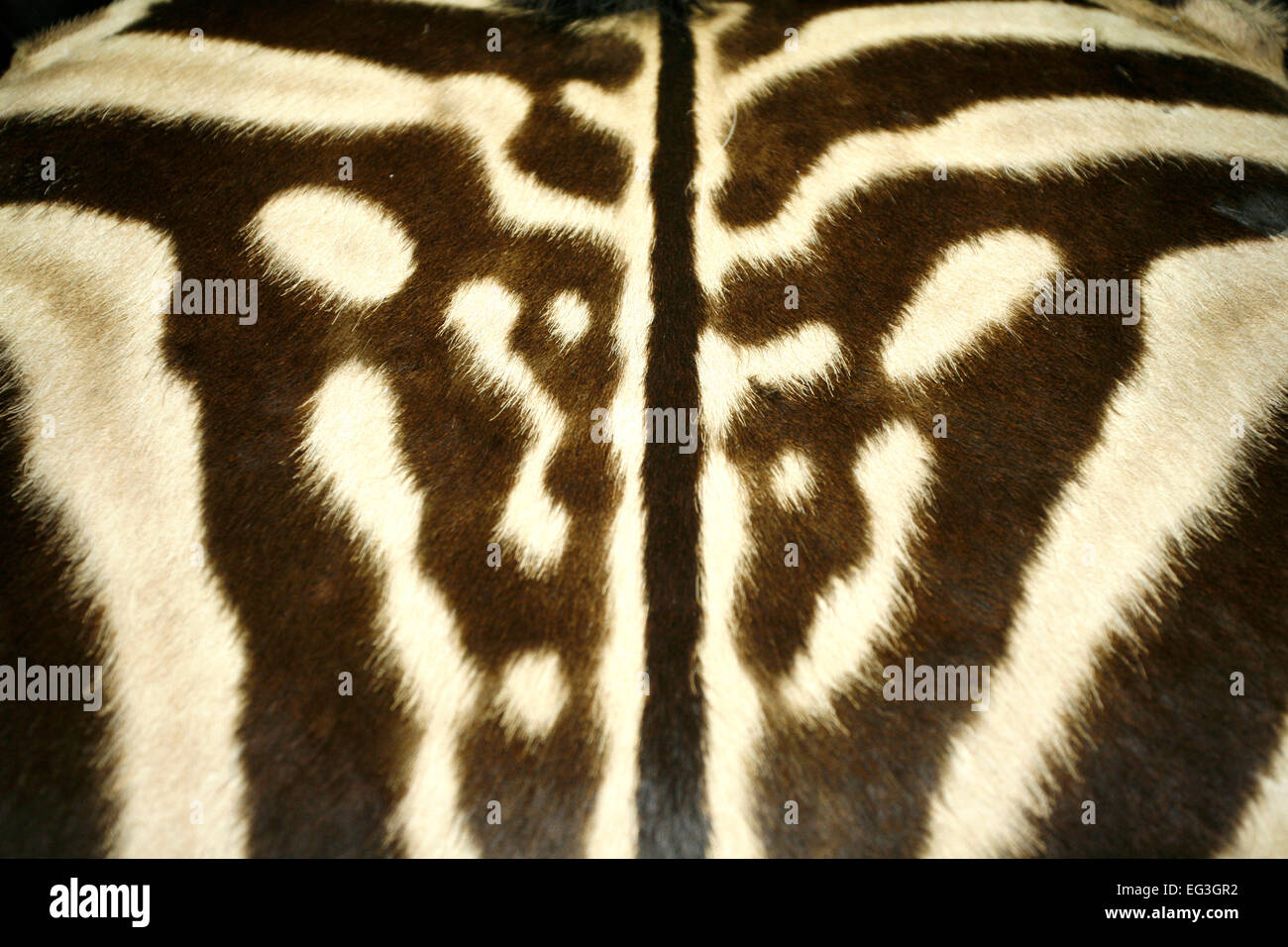 Macro picture of a zebra skin texture as a background Stock Photo - Alamy