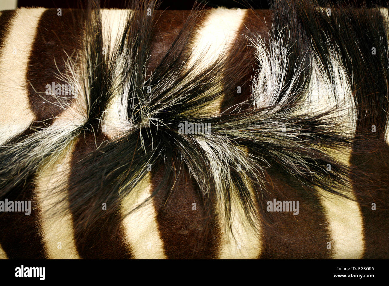 Close-up of a zebra neck with mane as a background Stock Photo - Alamy
