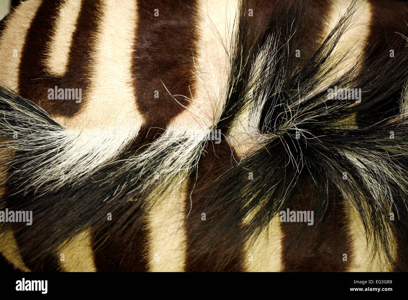 Coat zebra striped mane hi-res stock photography and images - Alamy