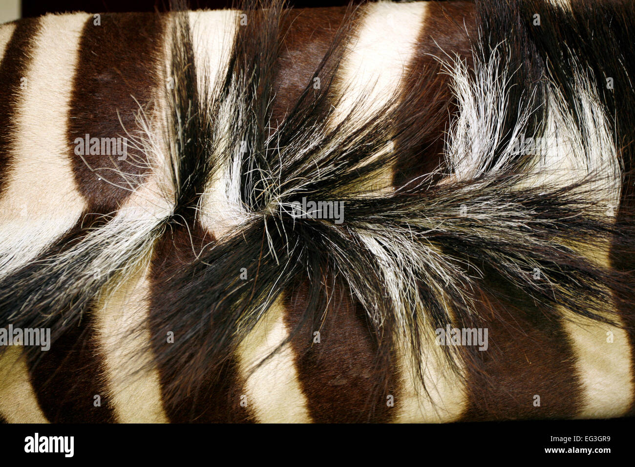 Close-up of a zebra neck with mane as a background Stock Photo - Alamy