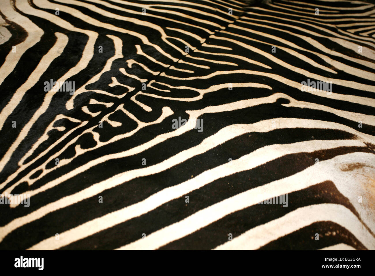 Macro picture of a zebra skin texture as a background Stock Photo - Alamy