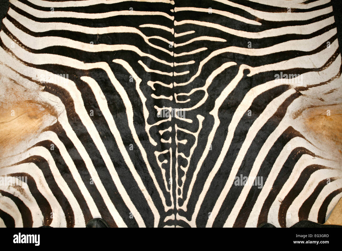 Macro picture of a zebra skin texture as a background Stock Photo - Alamy