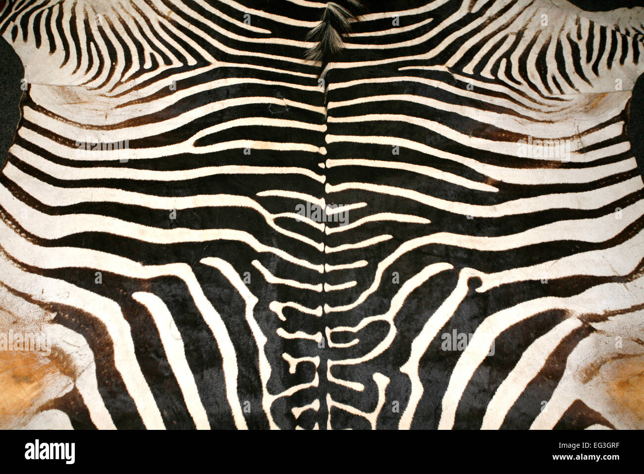 Macro picture of a zebra skin texture as a background Stock Photo - Alamy