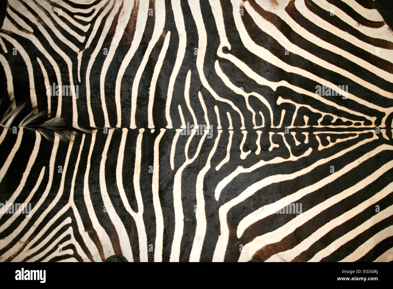 Macro picture of a zebra skin texture as a background Stock Photo - Alamy