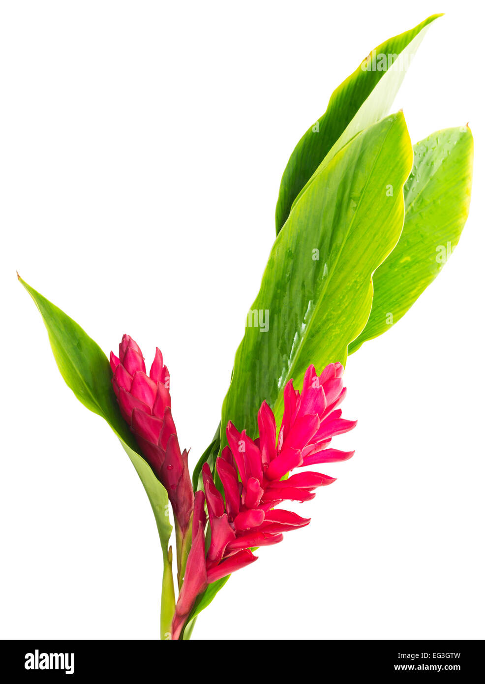 Red Ginger flower isolated on white background and clipping path Stock ...