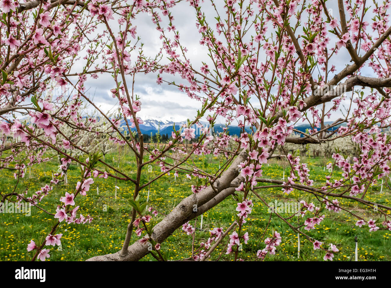 Close-up of an apple tree in blossom in the Fruit Loop near Hood River ...