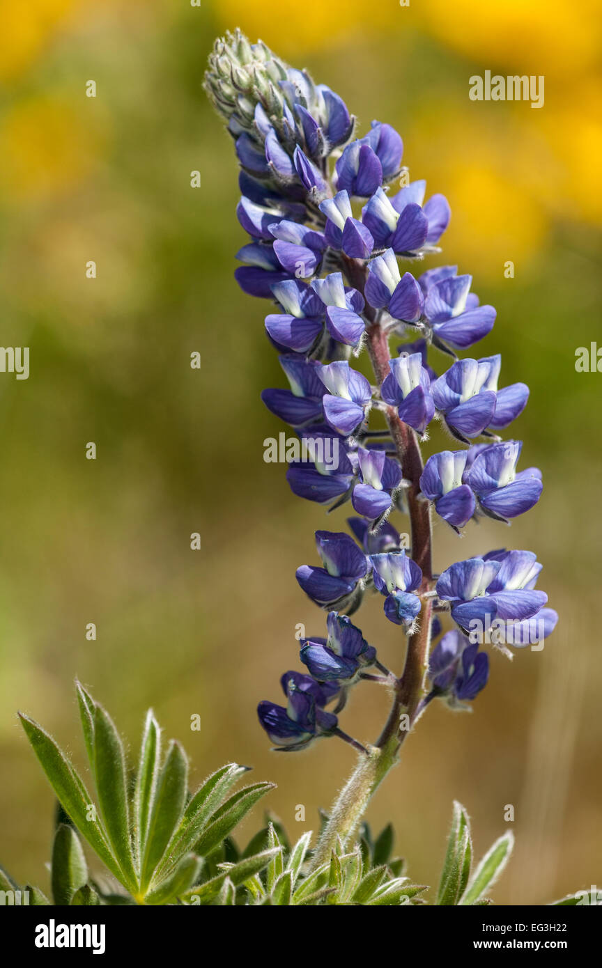 Beautiful bright lovely wildflowers hi-res stock photography and images ...