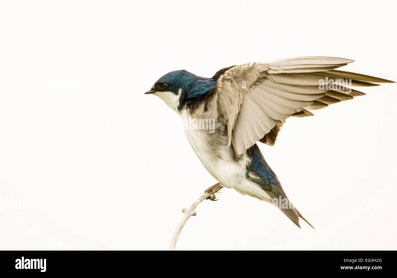 Tree Swallow (Tachycineta bicolor) stretching with wings spread in ...