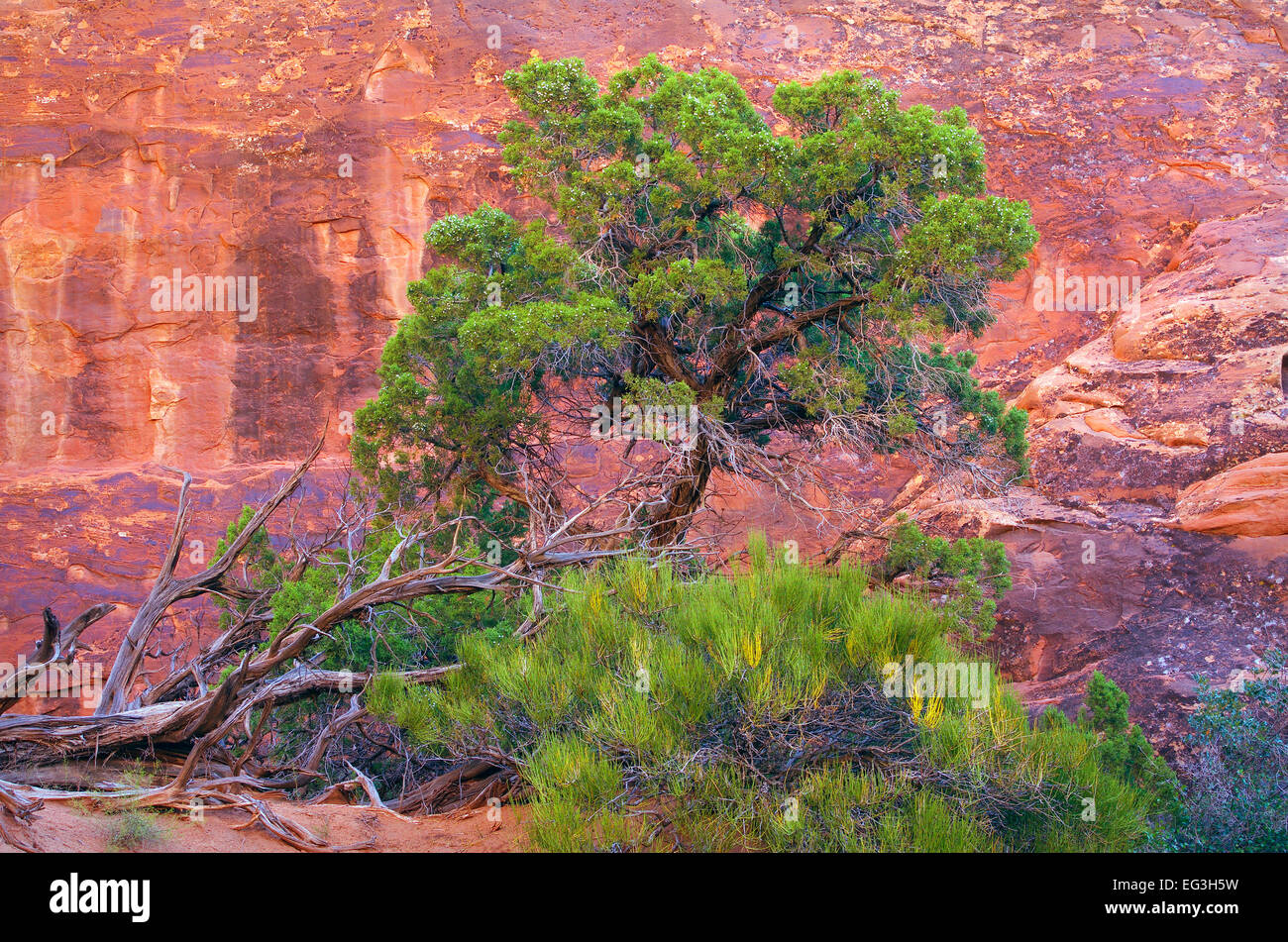 Utah juniper against orange-red rock background, Arches National Park ...