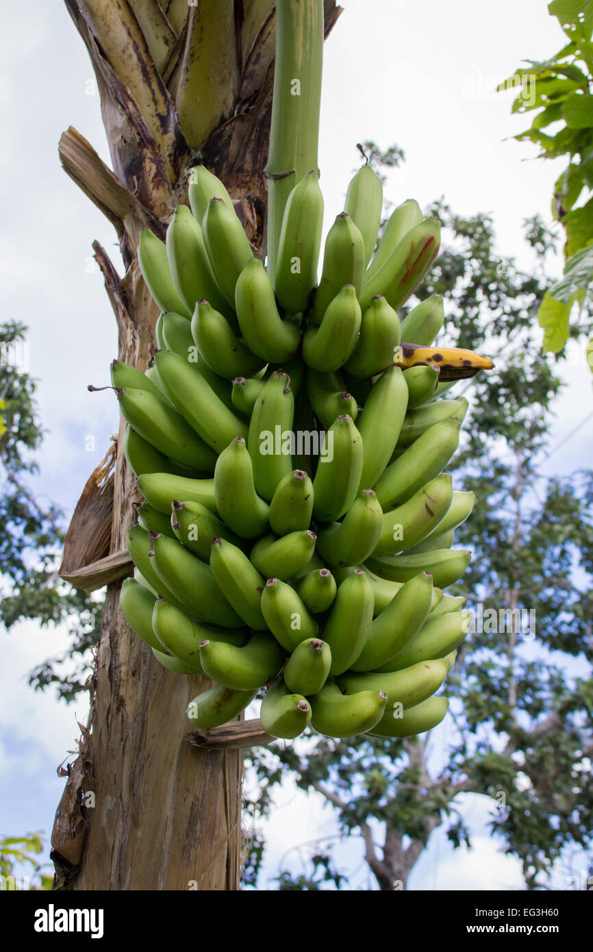A bunch of bananas grows in Punta Cana, Dominican Republic Stock Photo ...