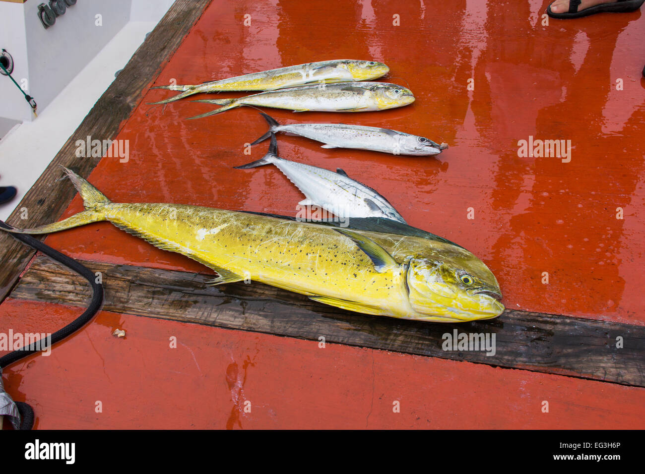 Dominican republic seafood hi-res stock photography and images - Alamy