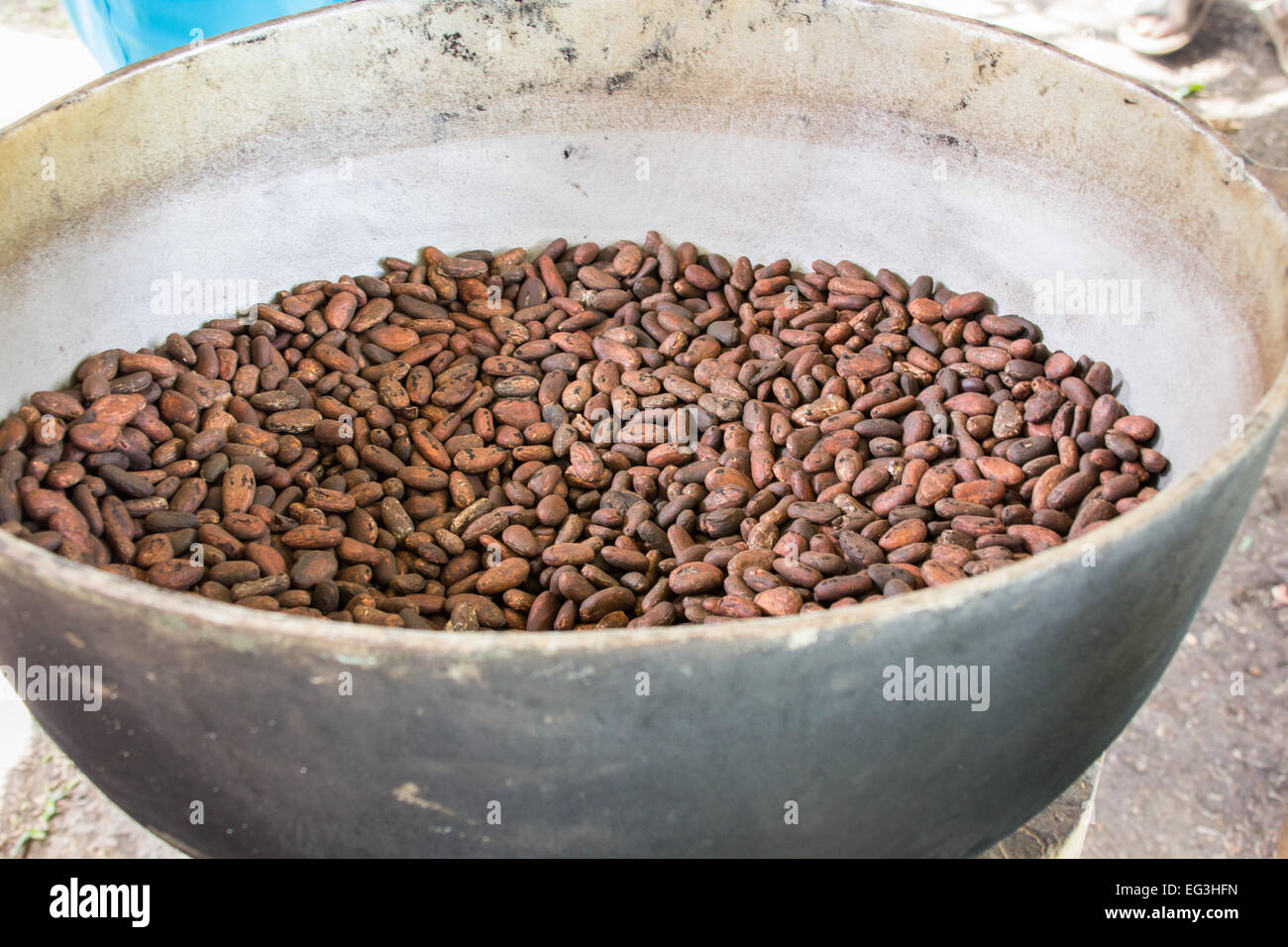 Theobroma cacoa hi-res stock photography and images - Alamy