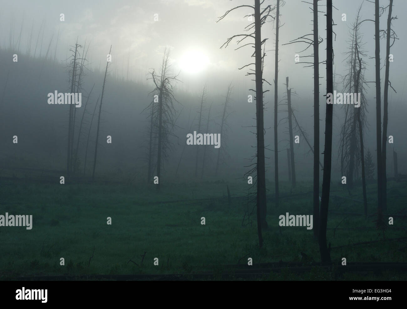 Dawn sun rising above the leafless trees of a burned over forest in ...