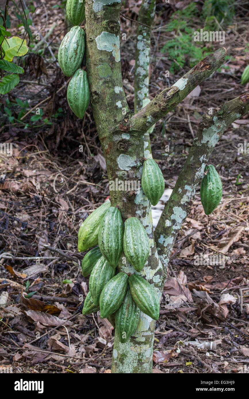 Some fresh Cacao bean pods growing on a tree Stock Photo - Alamy