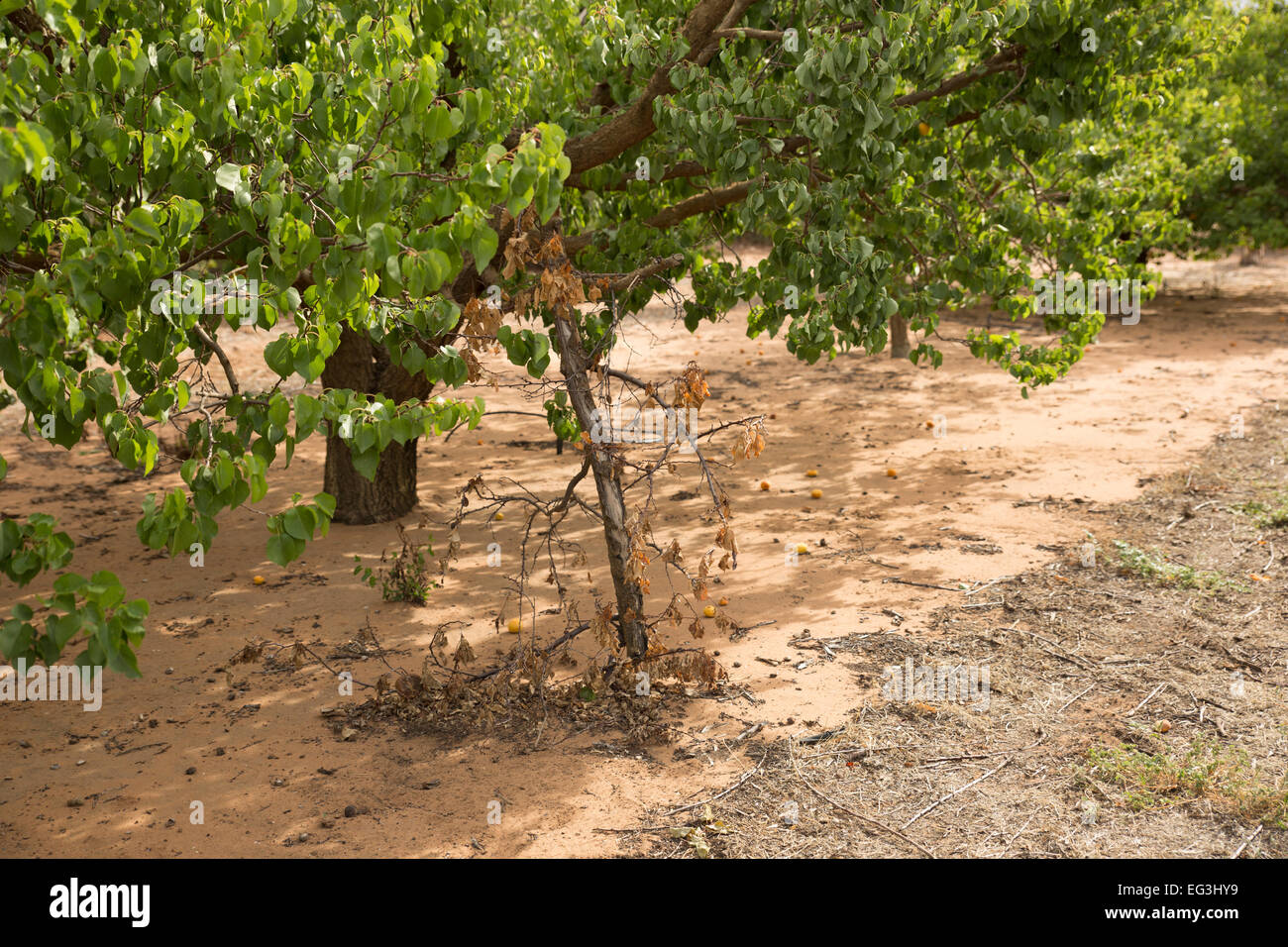 Leafy tree branch hi-res stock photography and images - Alamy