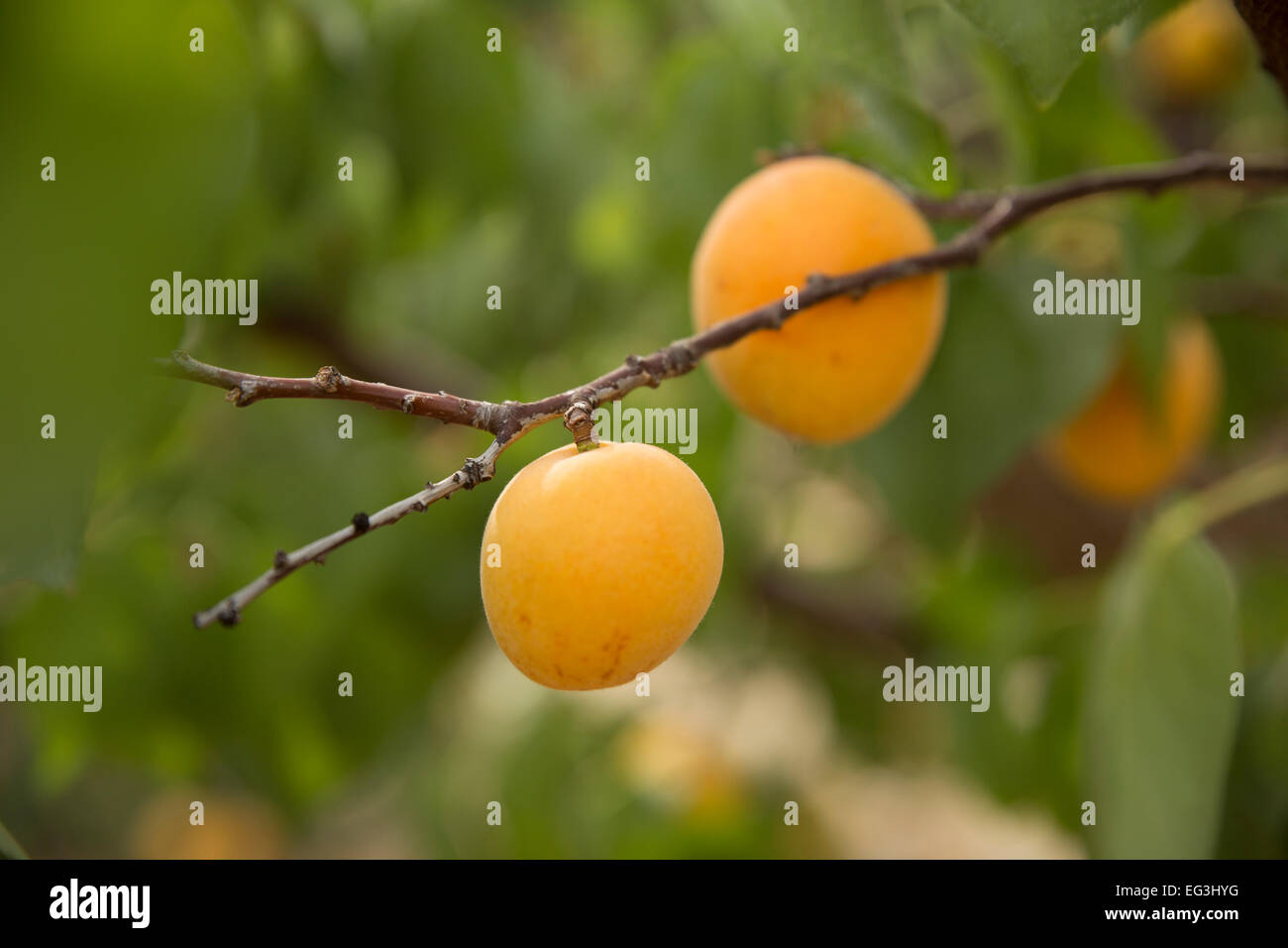 fresh apricots growing on a branch Stock Photo - Alamy