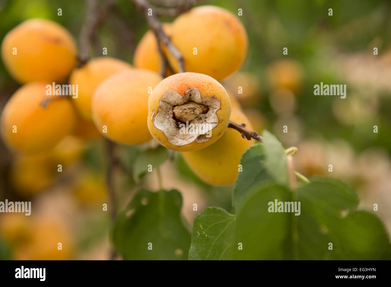 Infested Tree High Resolution Stock Photography and Images - Alamy
