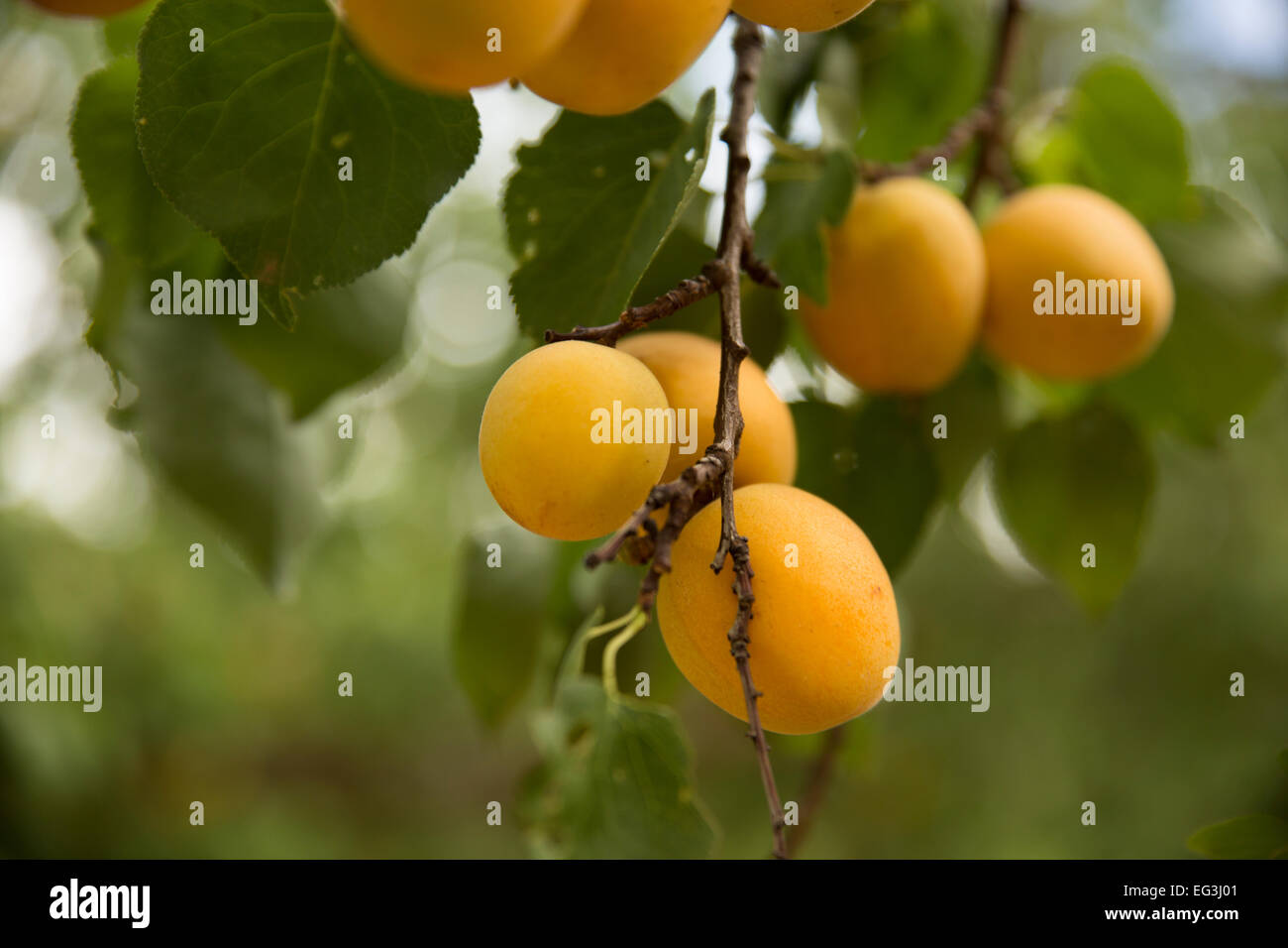 Apricot tree apricots orchard growing hi-res stock photography and ...