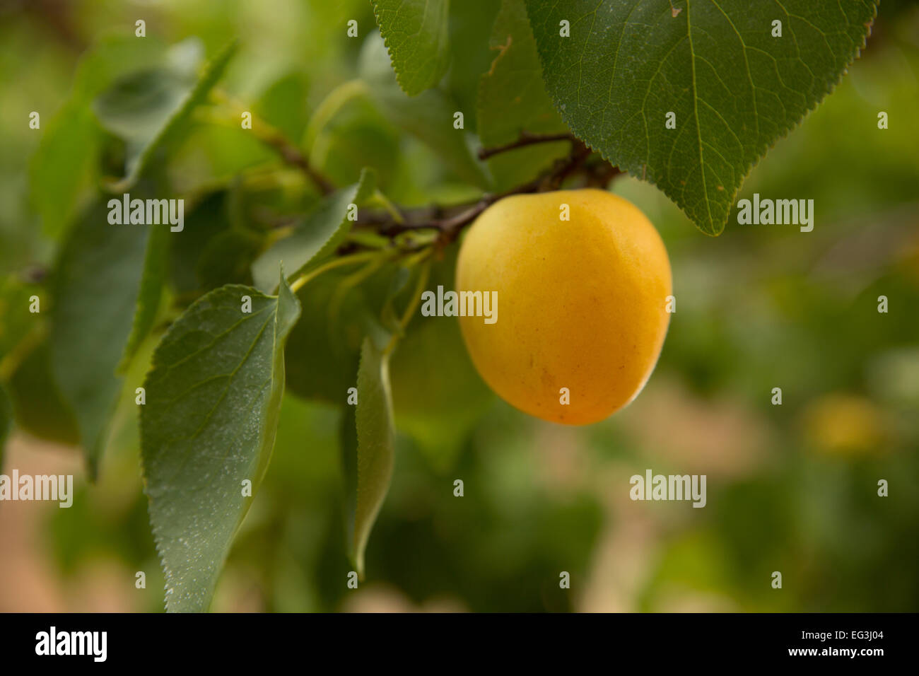 Apricot farm hi-res stock photography and images - Alamy
