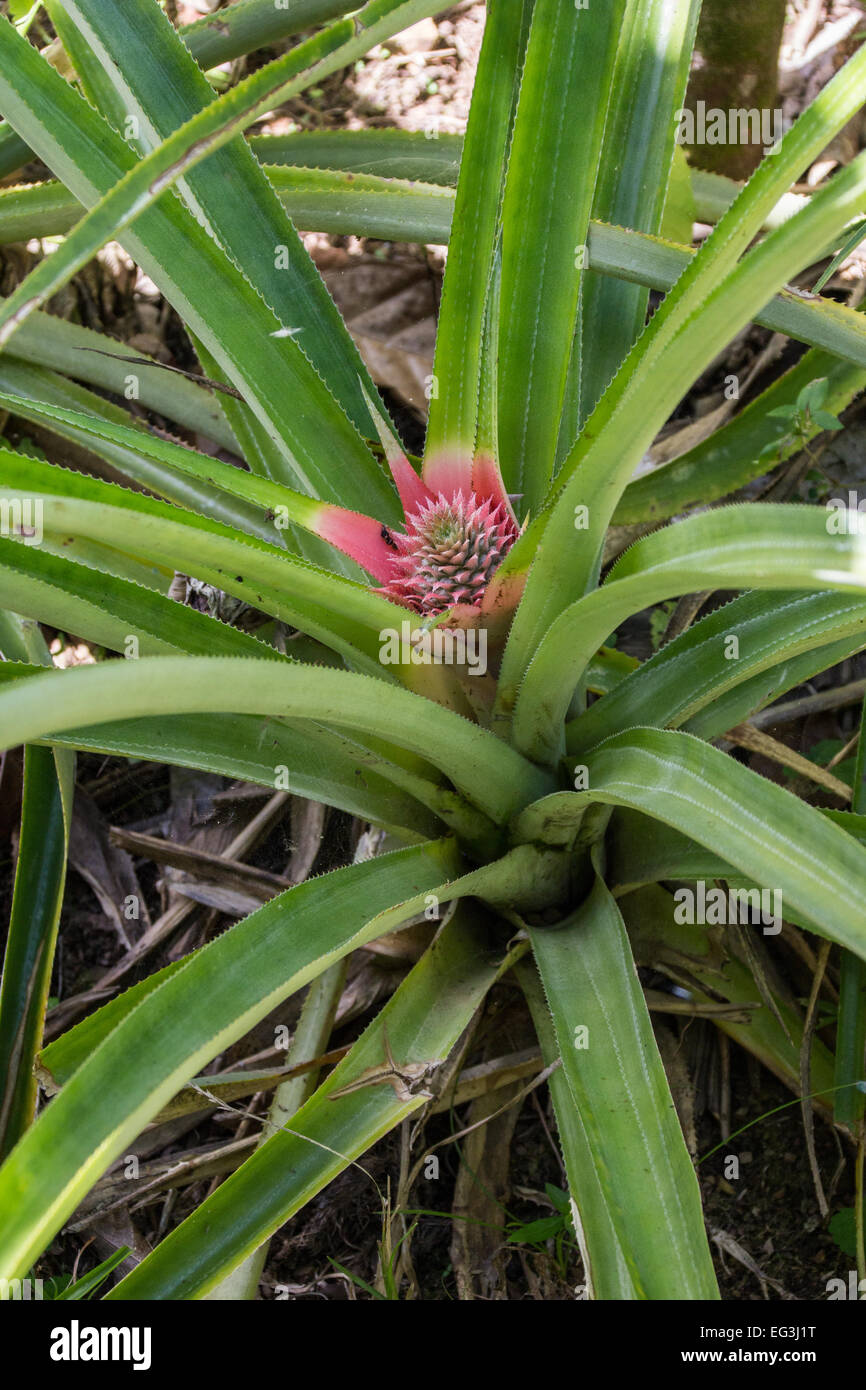 A young Pineapple plant begins to grow its fruit Stock Photo - Alamy